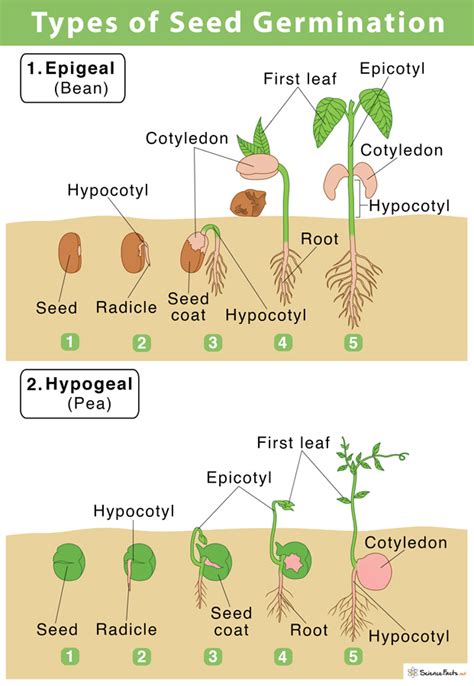 Seed Germination Definition Steps And Factors Affecting Them