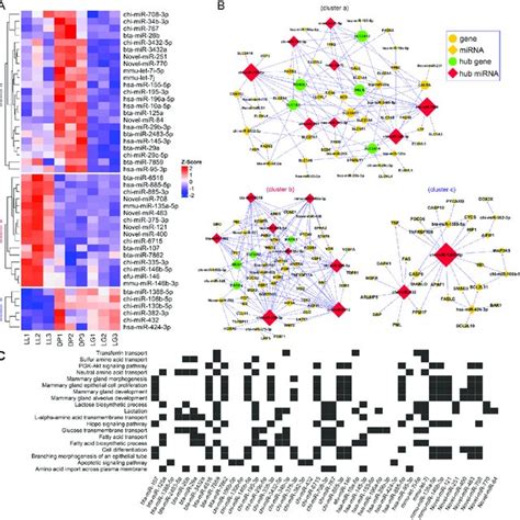 Expression Pattern Analysis Of Differentially Expressed Mirnas
