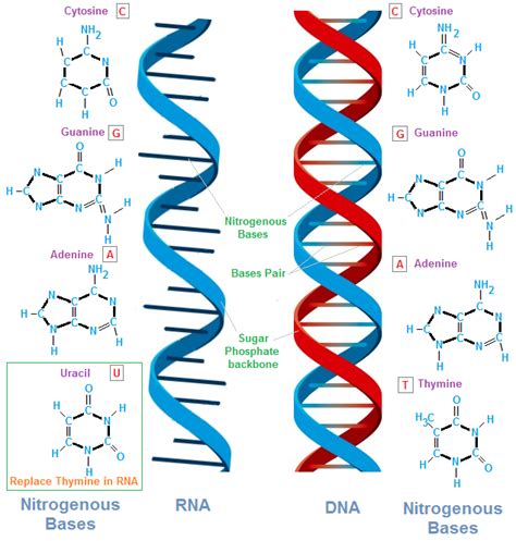 Nucleic Acids