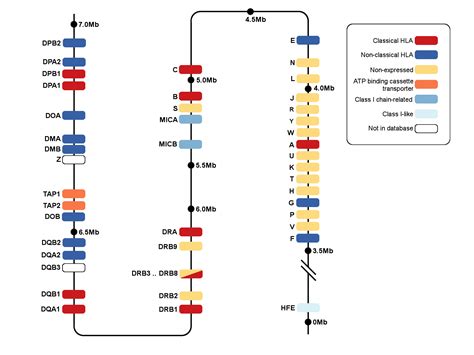 Hla Nomenclature