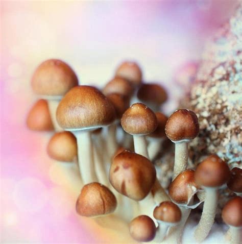 Psilocybin Microdosing Guide A Resource For Beginners Mind Mend