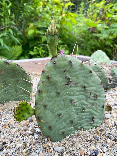 Growing Eastern Prickly Pear Cactus Hardy To Zone 4