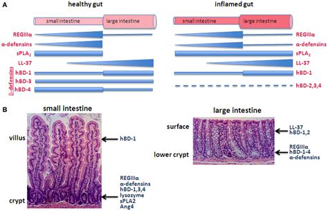 Frontiers Do Antimicrobial Peptides And Complement Collaborate In The