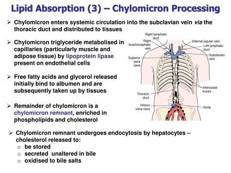 Ppt The Small Intestine Absorption 2 Lecture 5 Powerpoint
