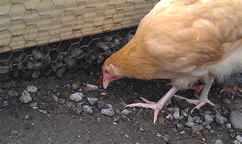 What Sex Is This Chicken Backyard Chickens Learn How To Raise Chickens