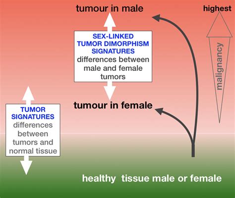 Sex Specific Proteins Linked To Brain Tumors Eurekalert