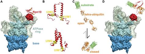 Recognition Of K 48 Linked Tetra Ubiquitin By The Rpn10 Receptor Of 26s