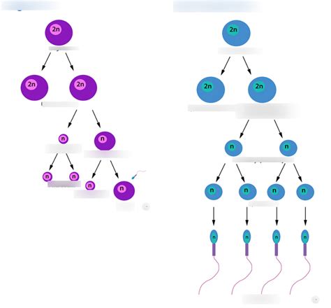 Oogenesis And Spermatogenesis Diagrams Diagram Quizlet