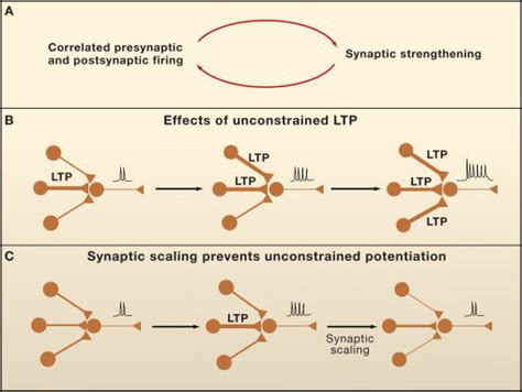 The Self Tuning Neuron Synaptic Scaling Of Excitatory Synapses Cell