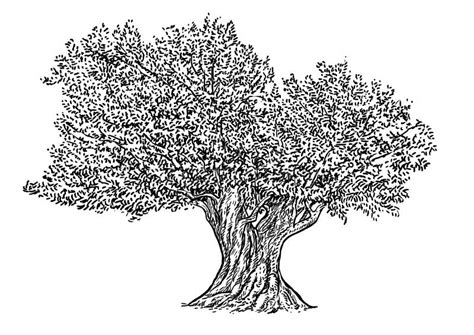 Illustration Dolivier Dessin Gravure Encre Schéma Vecteur