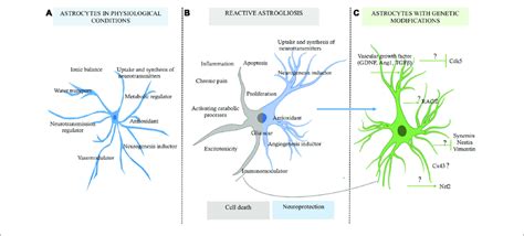 Astrocytes Function