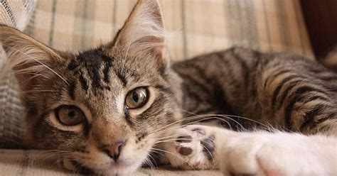 i heard imgur likes cats here s my cat missy imgur