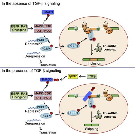Direct Regulation Of Alternative Splicing By Smad3 Through Pcbp1 Is