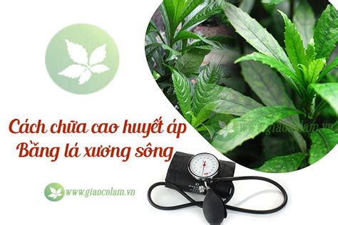 Cách Chữa Huyết áp Cao Bằng Lá Xương Sông Hiệu Quả Tại Nhà