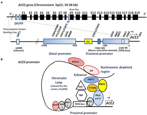 Frontiers An Update On Angiotensin Converting Enzyme 2 Structure