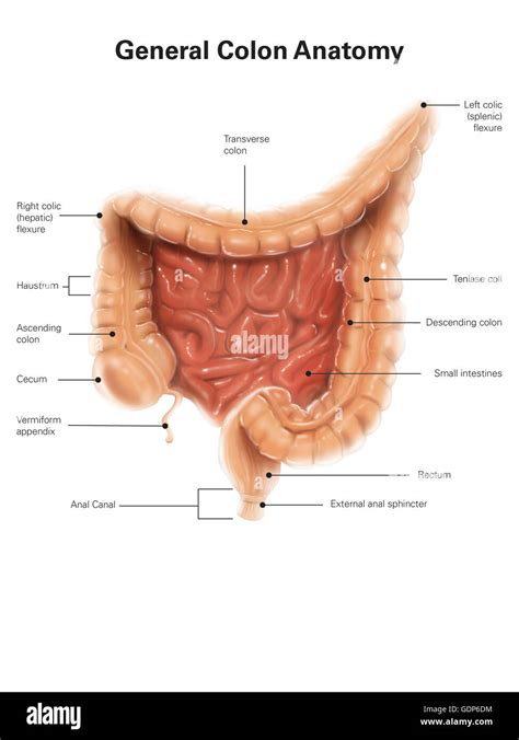 Colon And Rectum Anatomy