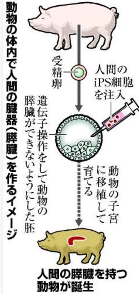 🇺🇸ブタの心臓を人間に移植 世界で2例目【異種移植】 道 ～過去・現在・未来～ 【今】 楽天ブログ
