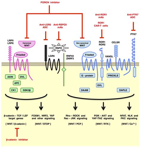 Wnt Signaling Pathway And Cancer At Bruce Low Blog