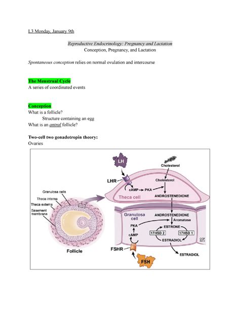 Reproductive Endocrinology L3 Unit Summary L3 Monday January 9th