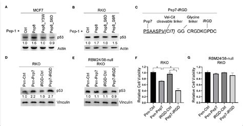 Figure 4 From Optimization Of Eif4e Binding Peptide Pep8 To Disrupt The