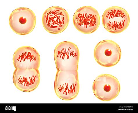 El Proceso De Mitosis División De La Célula Aislado Sobre Fondo