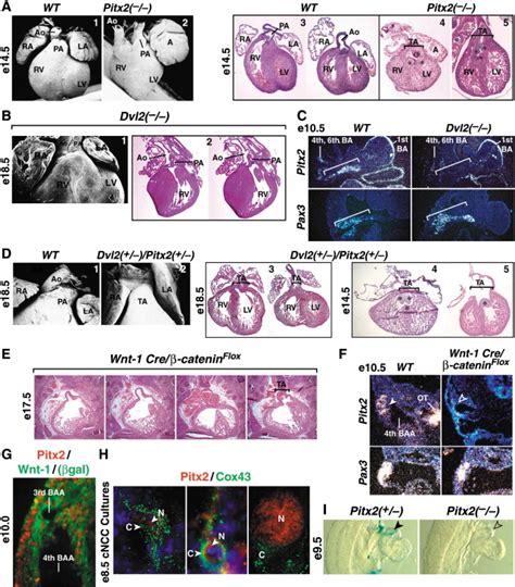 Identification Of A Wnt Dvl β Catenin → Pitx2 Pathway Mediating Cell