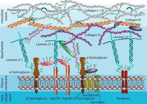 Frontiers Extracellular Matrix Brick And Mortar In The Skeletal