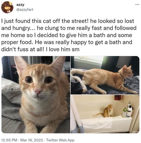 I Just Found This Cat Off The Street He Looked So Lost And Hungry