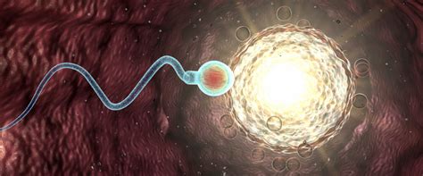 You Didnt Win The Sperm Race Memes Science Of Sperm Explained