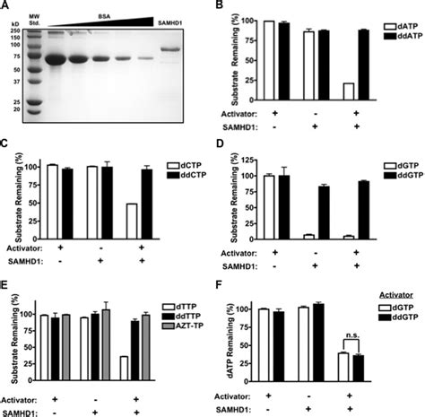 Samhd1 Enzymatic Activity Toward Ddntps And Allosteric Activation With