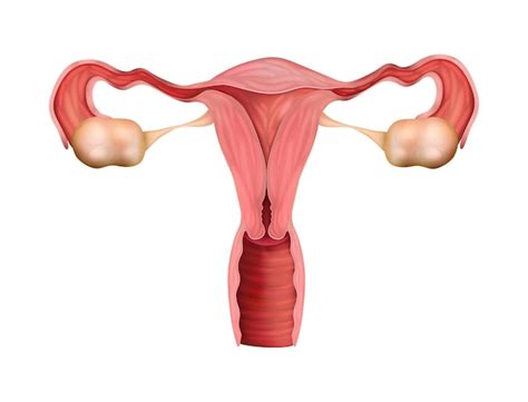 Premium Vector Realistic Female Genitals Human Reproductive System