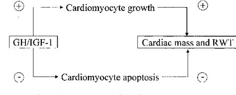 Figure 2 From The Role Of The Gh Igf I Axis In The Regulation Of