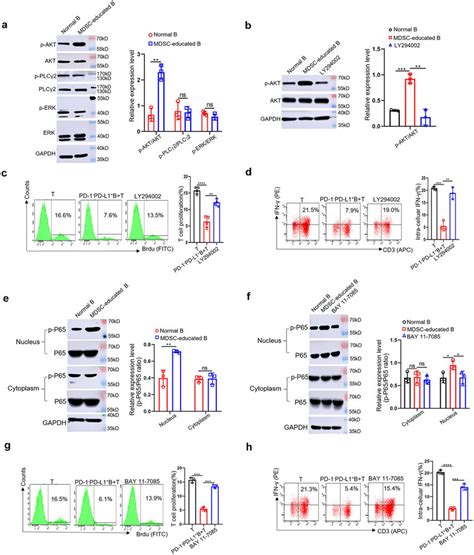 The Activation Of Pi3k Akt Nf κb Signaling Pathway Is Essential For