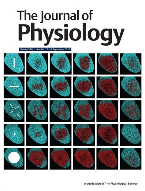 Sex Differences Influencing Micro‐ And Macrovascular Endothelial