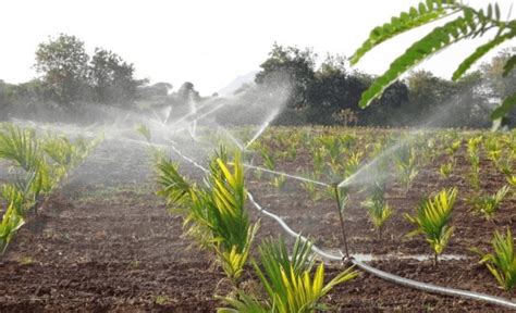 11 Types Of Irrigation System Drip Irrigation System Modern Methods