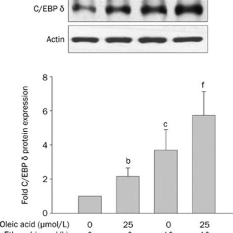 The Protein Expression Of Ccaat Enhancer Binding Protein C Ebp