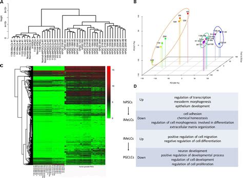 frontiers induced pluripotent stem cells derived from two idiopathic