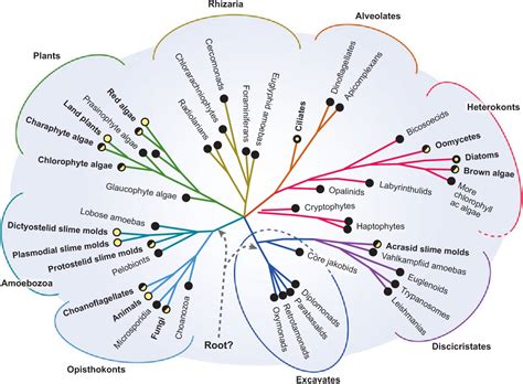 Figure 1 From The Evolution Of Multicellularity A Minor Major