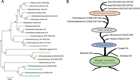 Engineering The β Carotene Metabolic Pathway Of Microalgae Dunaliella