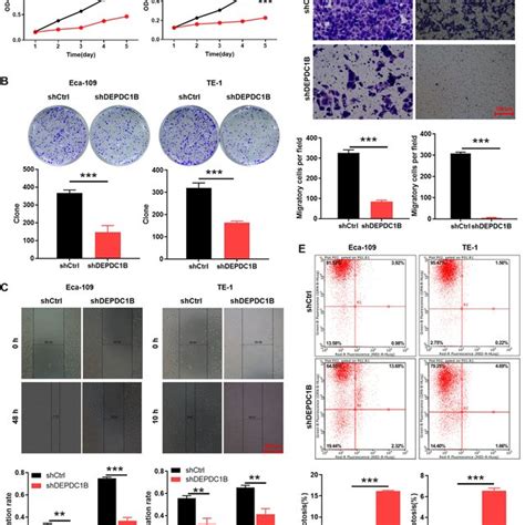 Silencing Depdc1b Inhibits Escc Cell Proliferation Migration And