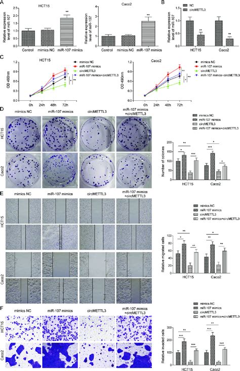Circmettl3 Regulated Crc Cell Proliferation And Migration Via Mir 107