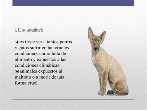 Sobrepoblación Canina Y Felina Ppt