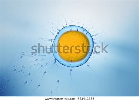 Sperms Swimming Towards Egg Cell Stock Illustration 353413358