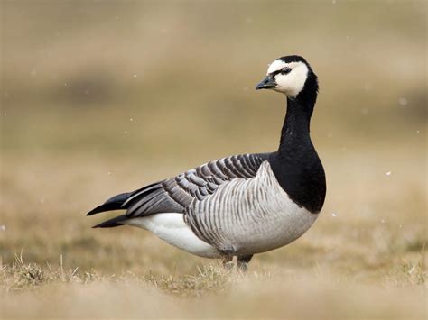 How Long Do Geese Live Complete Guide Birdfact