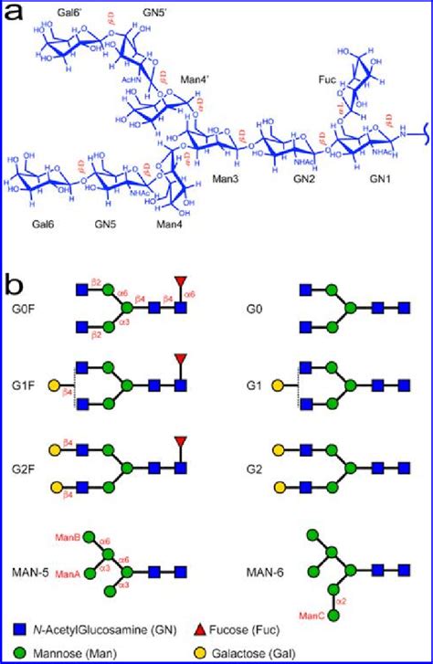 Structure Illustrations For Standard Glycans A Molecular Structure