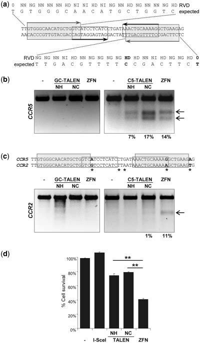 Modifications At The Human Ccr5 Locus A Target Sites In Human Ccr5
