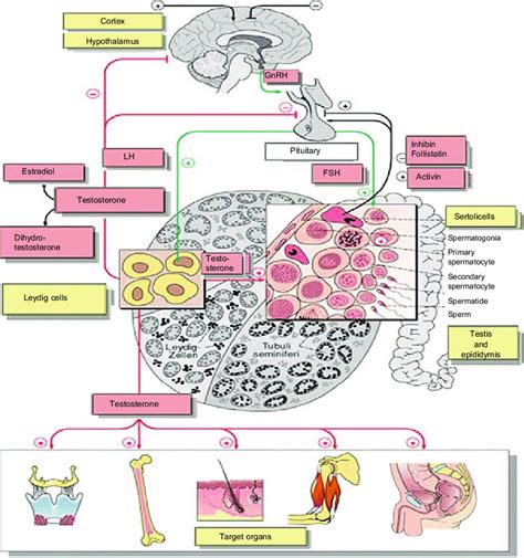 Hormonal Regulation Of The Testicular Function And Effects Of Androgens