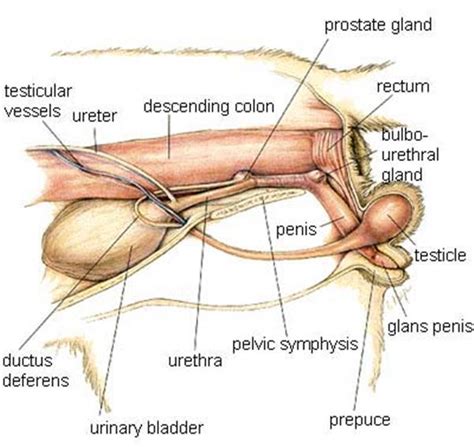 Male Cat Reproductive Anatomy Diagram