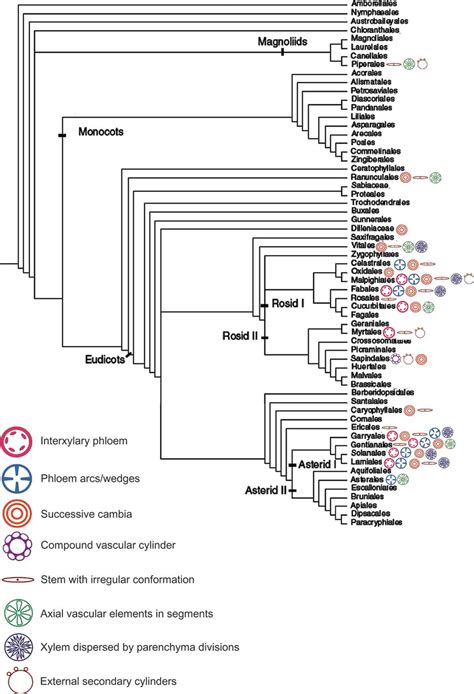 Angiosperm Phylogeny From Source Site Stevens P F 2001 Onwards