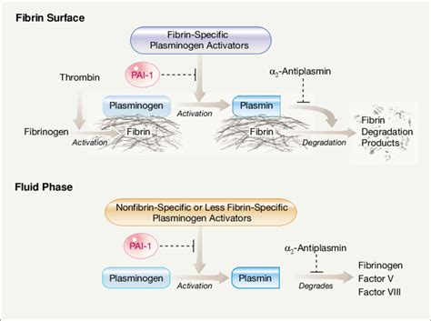 The Fibrinolytic System Download Scientific Diagram